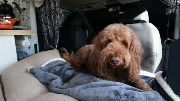 Cynthia & Her Dog in Their Ford Transit Connect Conversion