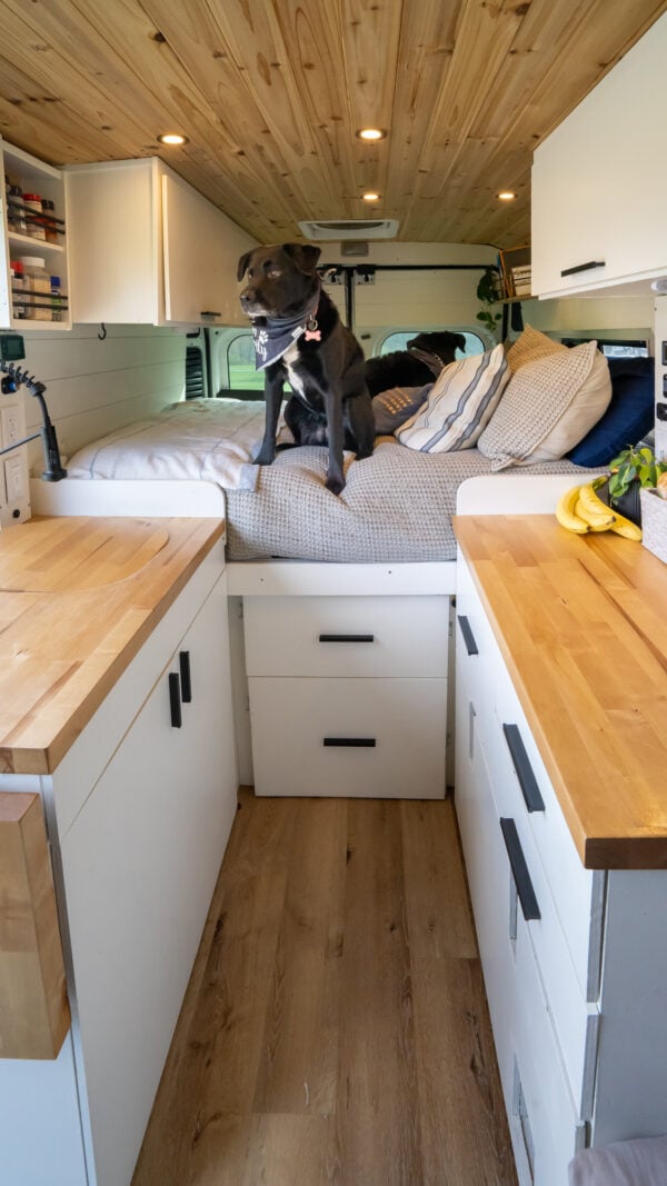 From Teacher to DIY Van Life with Her Two Dogs