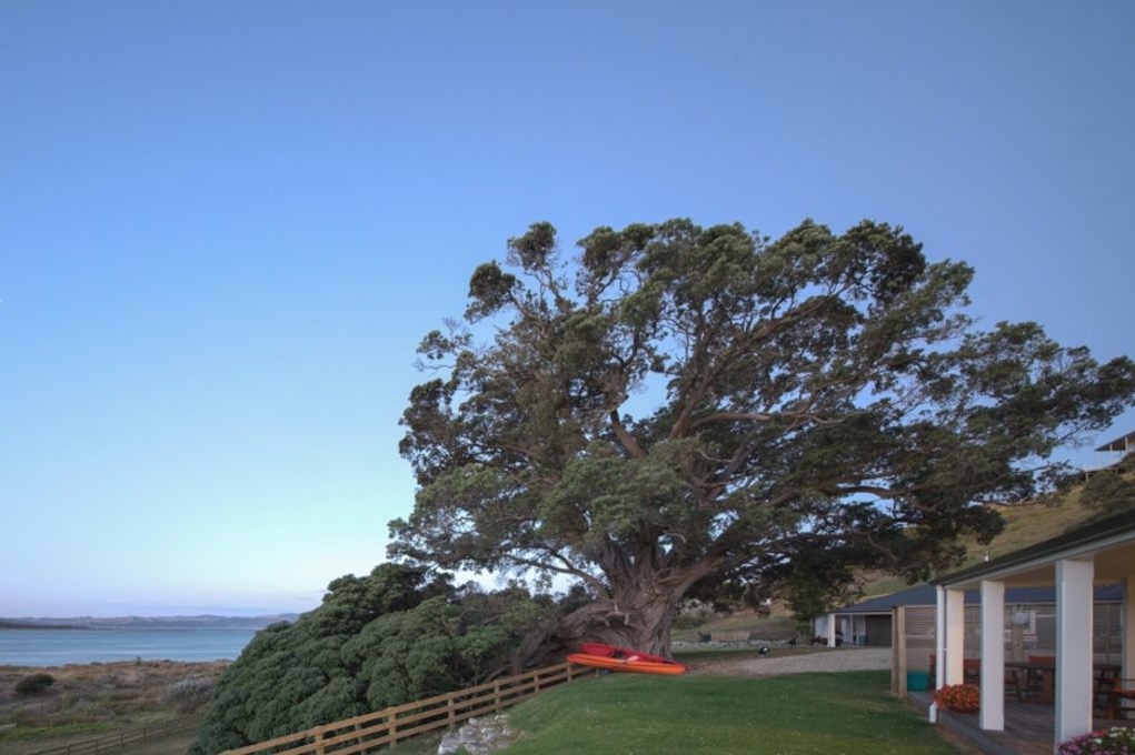 Beachfront Studio Cottage in New Zealand