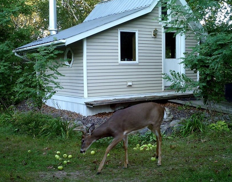 Tiny Cottage Under a Treehouse