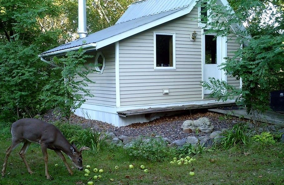 Tiny Cottage Under a Treehouse