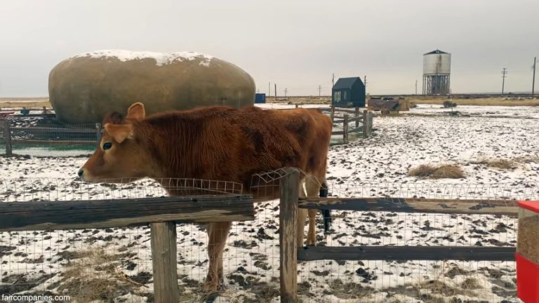 She Built A Giant Potato Tiny House In Idaho